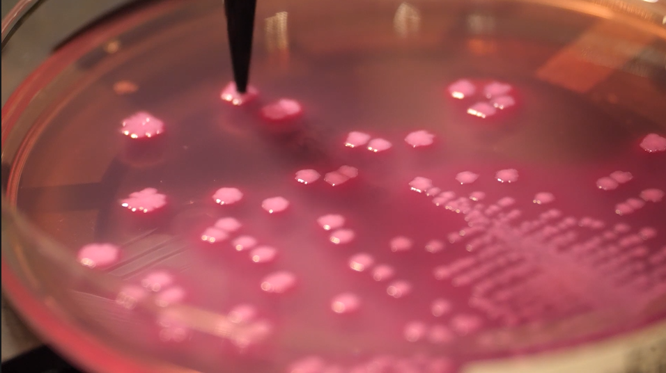 New Study Shows Copan's Colibrí™ Automates MALDI-TOF Sample Preparation ...